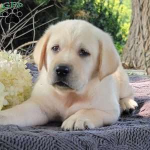 Yellow Labrador Retriever Puppies For Sale - Greenfield Puppies