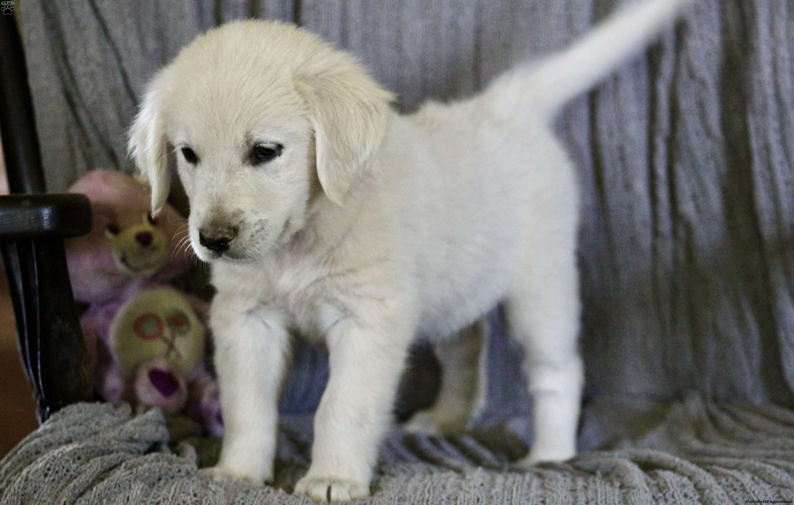 Josie - English Cream Golden Retriever Puppy For Sale in Virginia