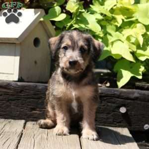 Jack-A-Poo Puppies For Sale - Greenfield Puppies