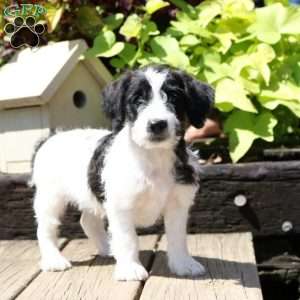 Jack-A-Poo Puppies For Sale - Greenfield Puppies