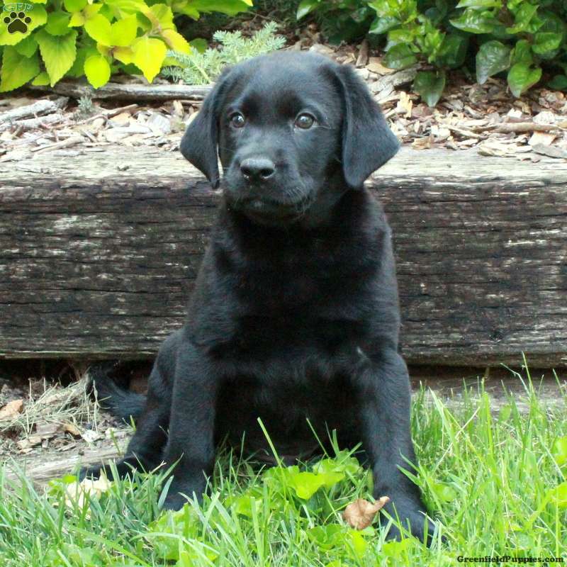 Asher - Black Labrador Retriever Puppy For Sale in Pennsylvania