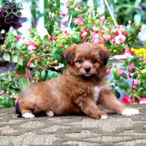 Pomapoo Puppies For Sale | Greenfield Puppies