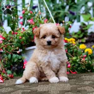 Pomapoo Puppies For Sale | Greenfield Puppies