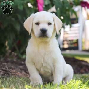Yellow Labrador Retriever Puppies For Sale - Greenfield Puppies