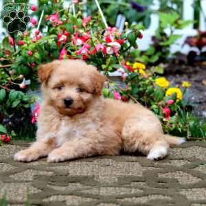 Pomapoo Puppies For Sale | Greenfield Puppies