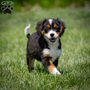 Miniature Bernese Mountain Dog Puppies for Sale