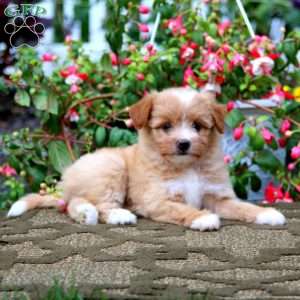 Pomapoo Puppies For Sale | Greenfield Puppies