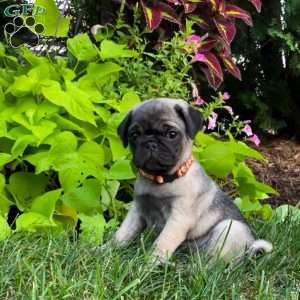 Pug Puppies For Sale - Greenfield Puppies