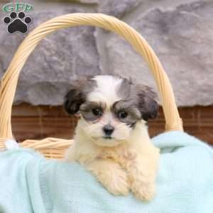 Teddy Bear Puppies for Sale - Greenfield Puppies