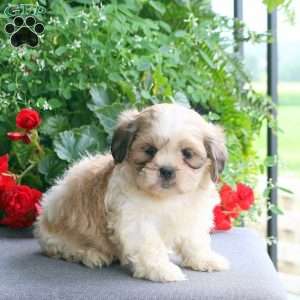 Benuel Fisher - Greenfield Puppies