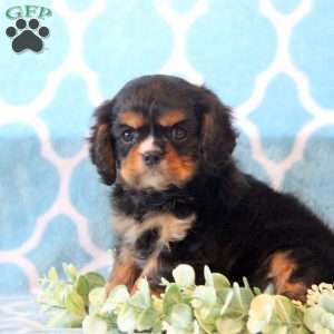 Cavalier King Charles Spaniel Puppies for Sale