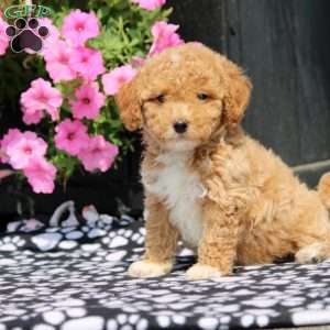 Linda Beiler - Greenfield Puppies