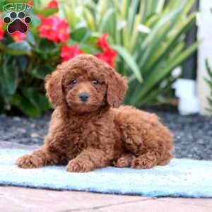 Miniature Poodle Puppies for Sale - Greenfield Puppies