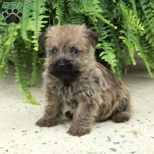 Cairn Terrier Puppies For Sale - Greenfield Puppies