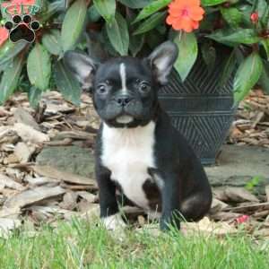 Boston Terrier Puppies For Sale - Greenfield Puppies