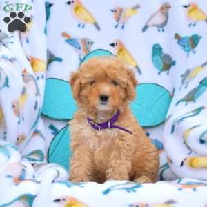 Miniature Poodle Puppies for Sale - Greenfield Puppies
