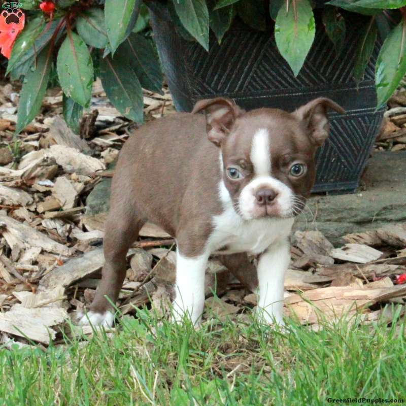Dusty - Boston Terrier Puppy For Sale in Pennsylvania