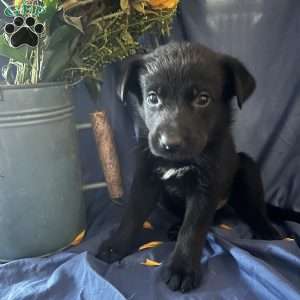 German Shepherd Mix Puppies For Sale - Greenfield Puppies