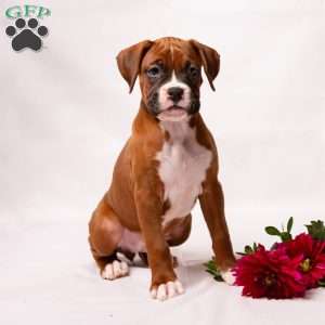 Boxer Puppies For Sale - Greenfield Puppies