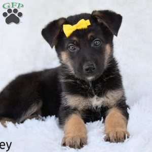 Sarah Mullet - Greenfield Puppies