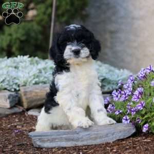 Cockapoo Puppies for Sale - Greenfield Puppies