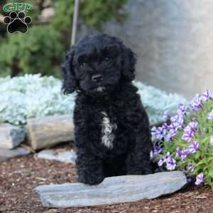 Cockapoo Puppies for Sale - Greenfield Puppies