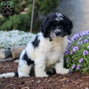 Cockapoo Puppies for Sale - Greenfield Puppies