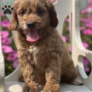 Cockapoo Puppies for Sale - Greenfield Puppies