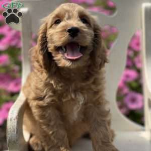 Cockapoo Puppies for Sale - Greenfield Puppies