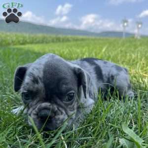 Judi Peachey - Greenfield Puppies