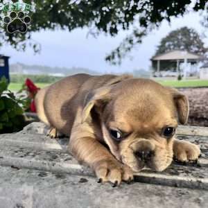 Judi Peachey - Greenfield Puppies