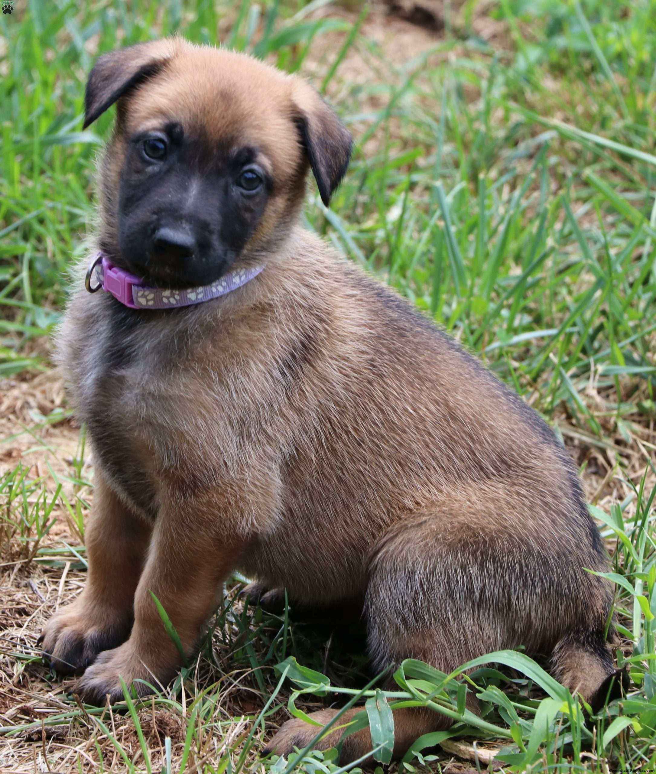 Purple - German Shepherd Mix Puppy For Sale in Pennsylvania