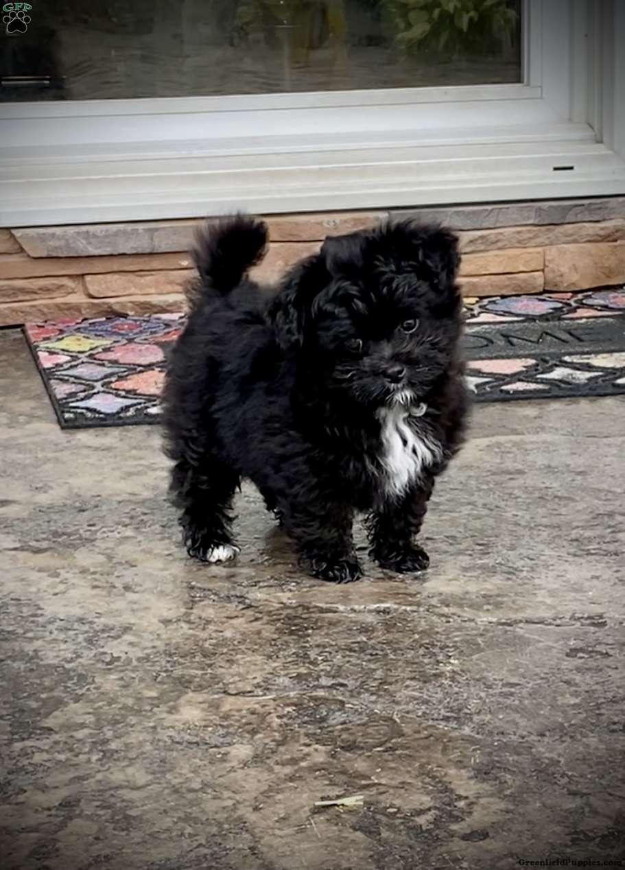 Frank - Pomapoo Puppy For Sale in Pennsylvania