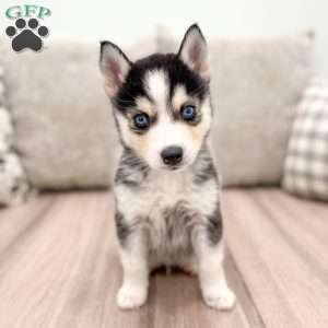 Pomsky Puppies For Sale - Greenfield Puppies
