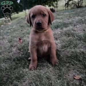 Fox Red Labrador Retriever Puppies for Sale - Greenfield Puppies