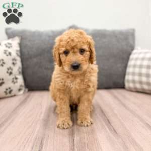 Mini Goldendoodle Puppies for Sale - Greenfield Puppies