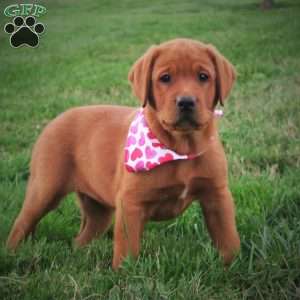 Fox Red Labrador Retriever Puppies for Sale - Greenfield Puppies