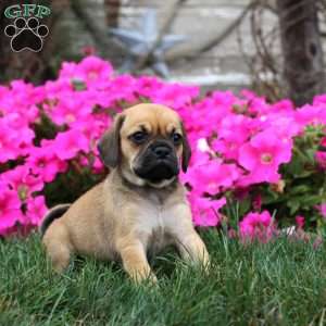 Puggle Puppies For Sale | Greenfield Puppies