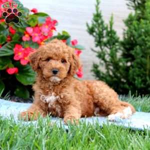 Miniature Poodle Puppies for Sale - Greenfield Puppies