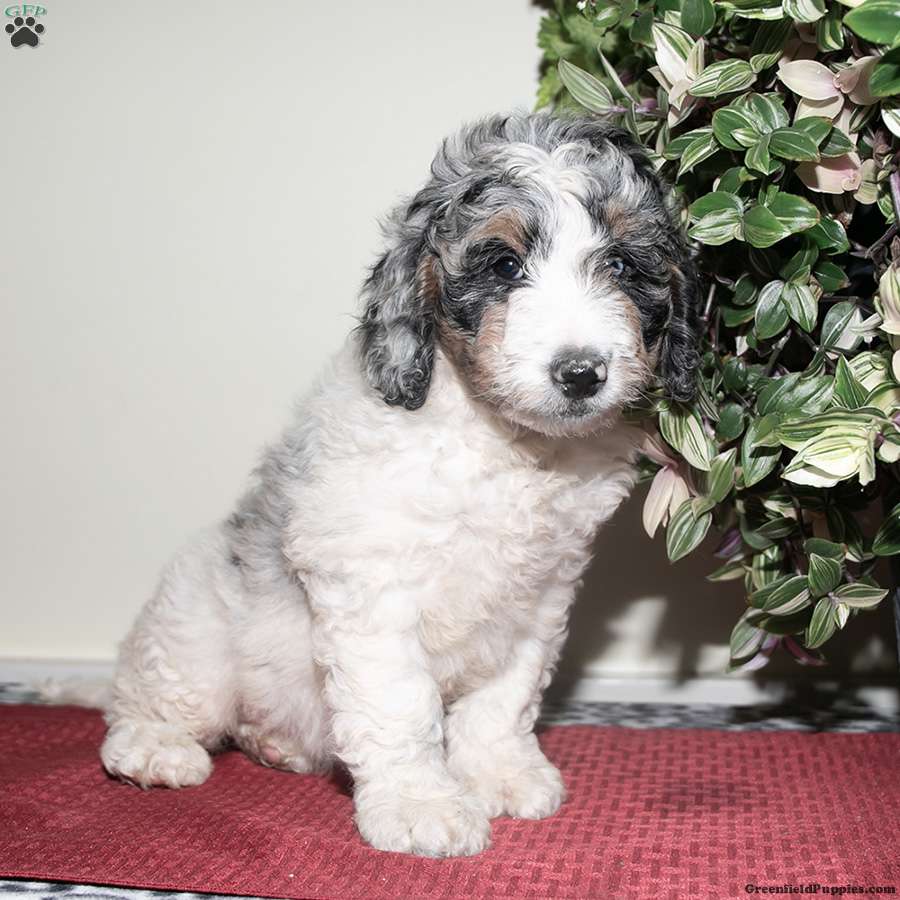 Kayla - Mini Bernedoodle Puppy For Sale in New York
