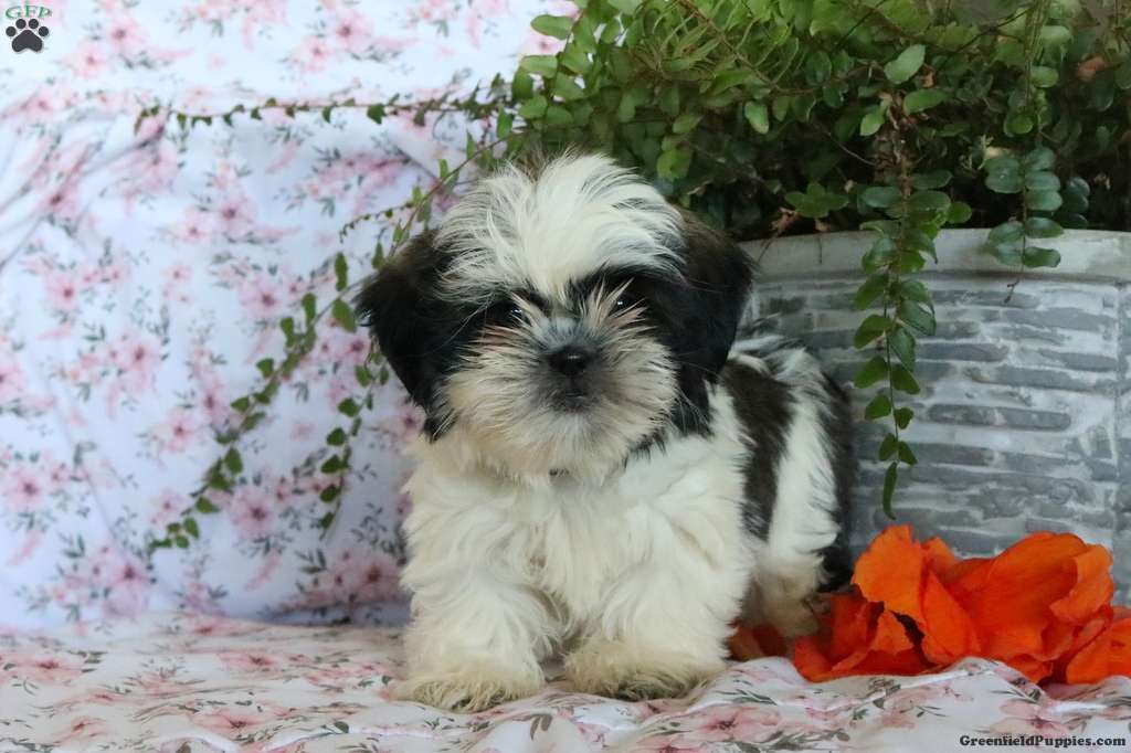Kineta - Shih Tzu Puppy For Sale in Pennsylvania