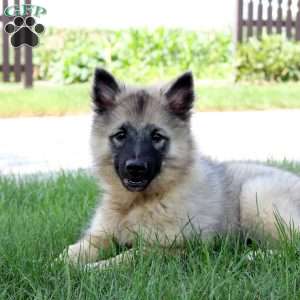 Keeshond Puppies For Sale | Greenfield Puppies