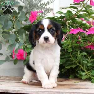 Cavalier King Charles Spaniel Puppies for Sale
