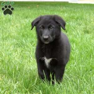 German Shepherd Mix Puppies For Sale - Greenfield Puppies