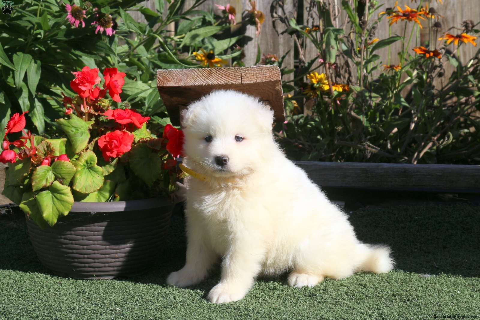 Mike - Samoyed Puppy For Sale in Pennsylvania