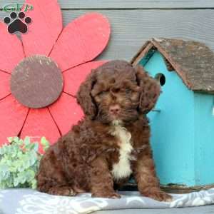 Cockapoo Puppies for Sale - Greenfield Puppies