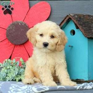 Cockapoo Puppies for Sale - Greenfield Puppies
