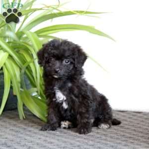 Mini Labradoodle Puppies For Sale - Greenfield Puppies