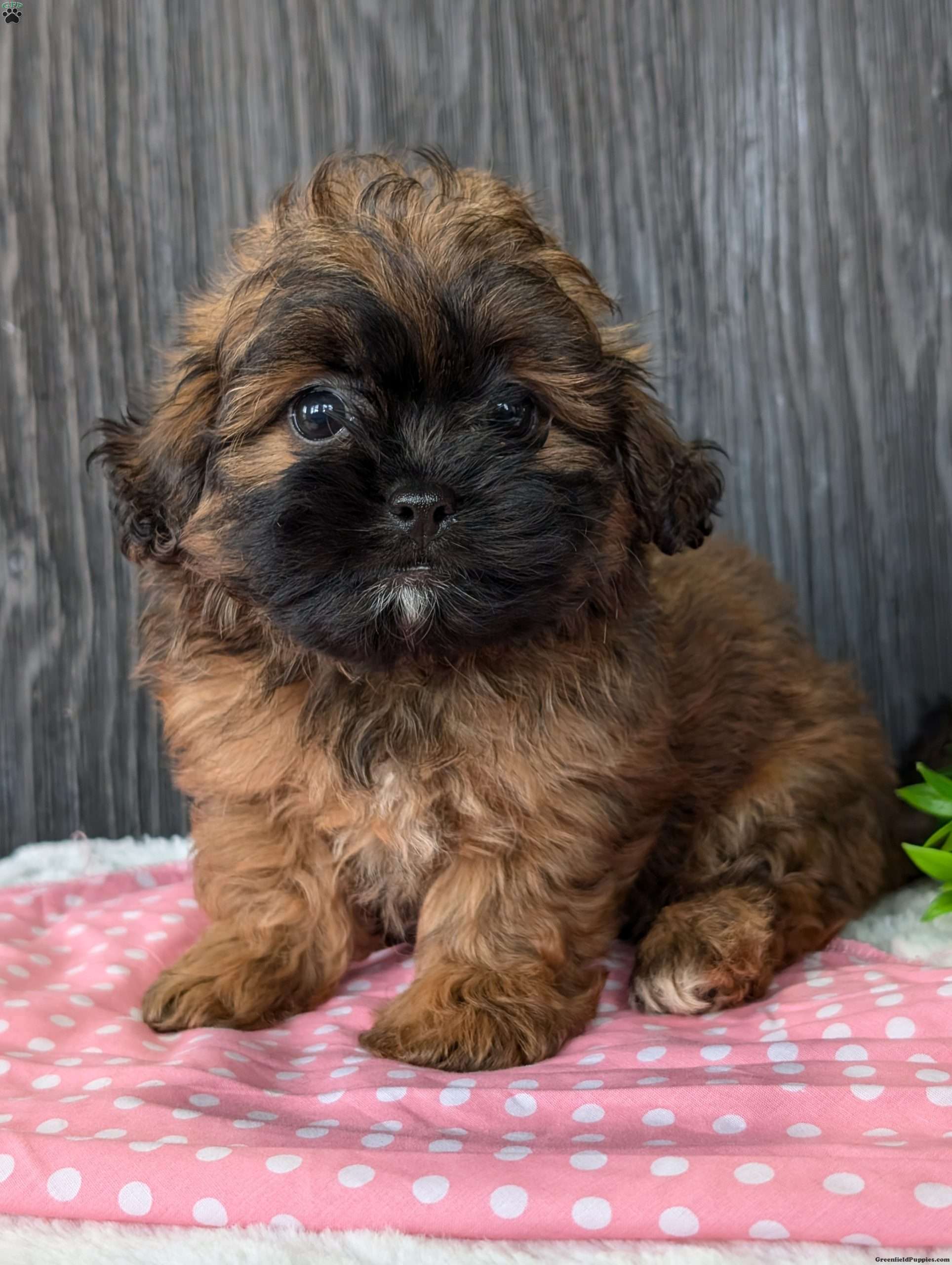 Daisy - Shih-Poo Puppy For Sale in Ohio