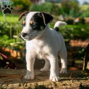 Jack-A-Ranian Puppies For Sale - Greenfield Puppies